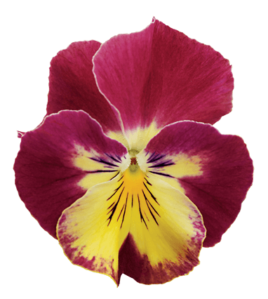 New annuals 2019 - Landscape Ontario